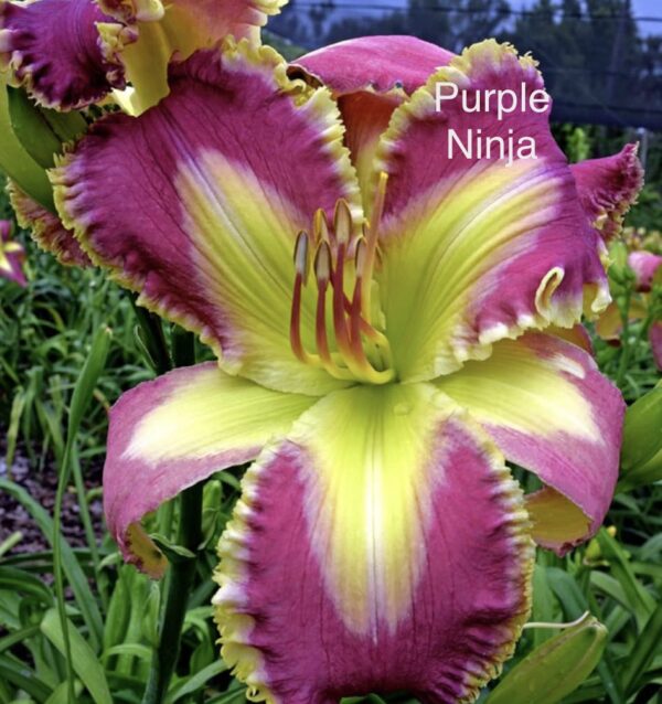Purple Ninja* – SF – NEW LOWER PRICE – Artemesia Daylilies