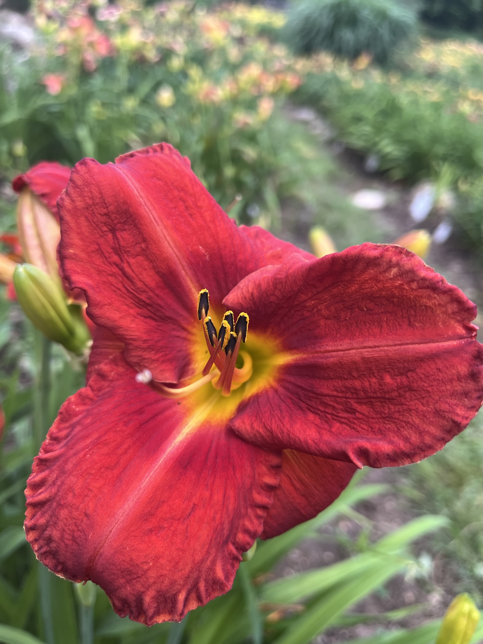 Red Right Returning* – Artemesia Daylilies Red Right Returning* – Artemesia Daylilies