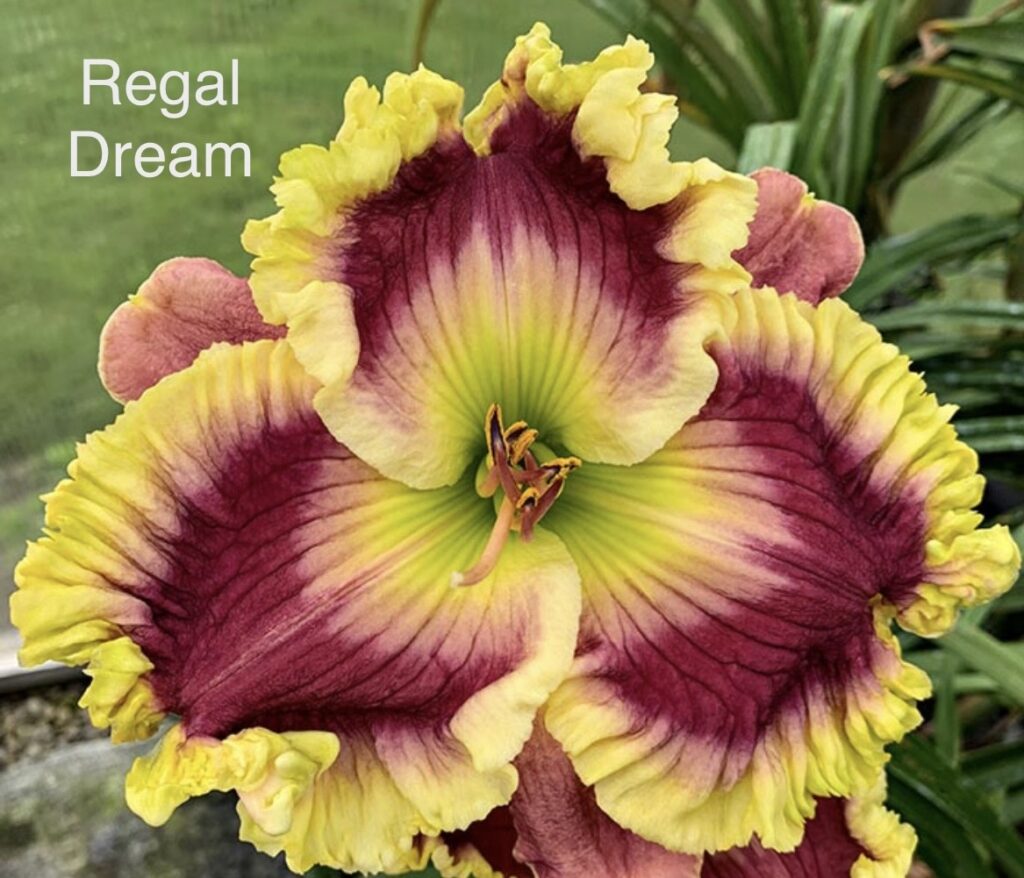 Regal Dream* – Display - Artemesia Daylilies