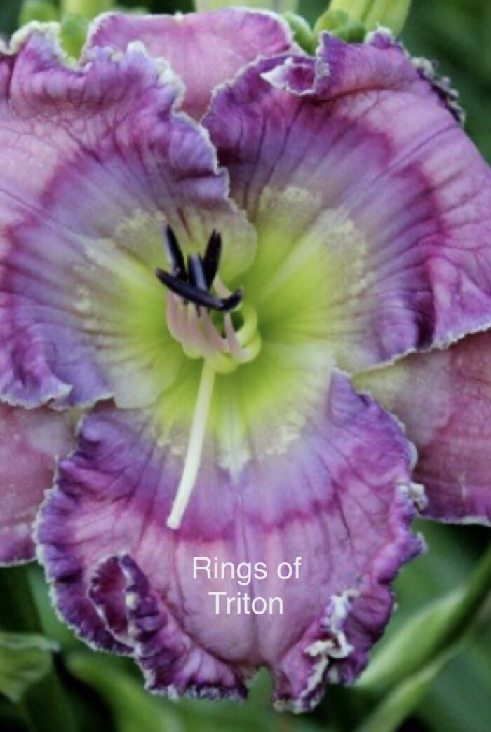 Rings of Triton* – SF - Artemesia Daylilies
