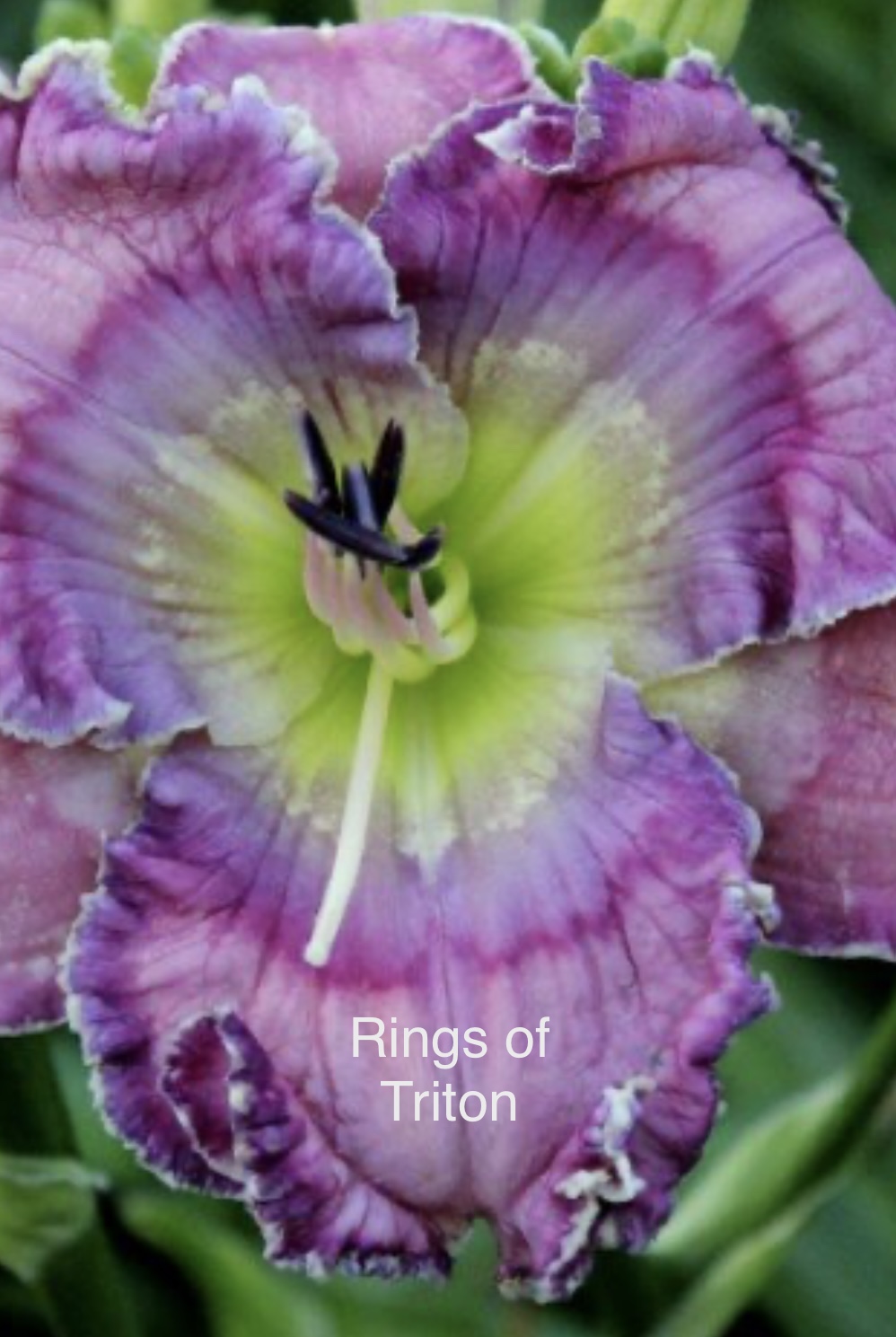Rings of Triton* – SF – Artemesia Daylilies