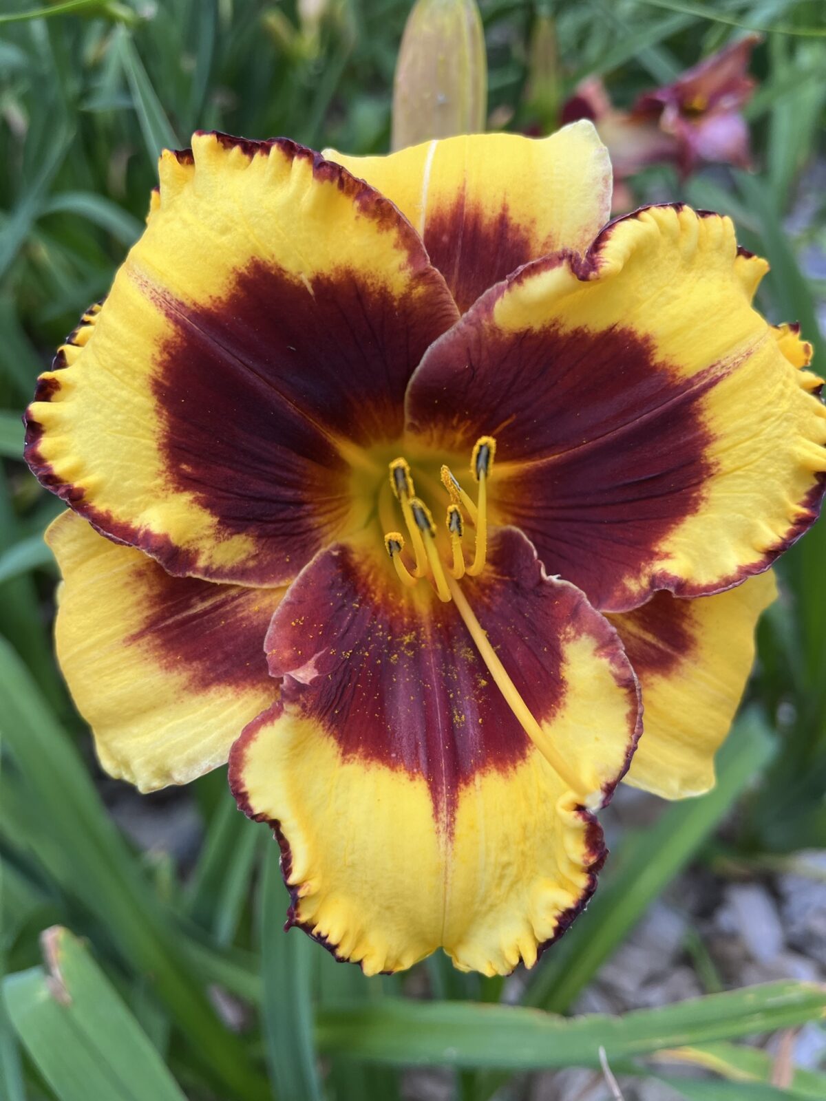 Sun Panda* - Artemesia Daylilies