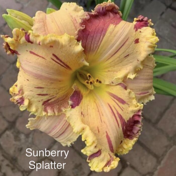 Sunberry Splatter* – Display - Artemesia Daylilies