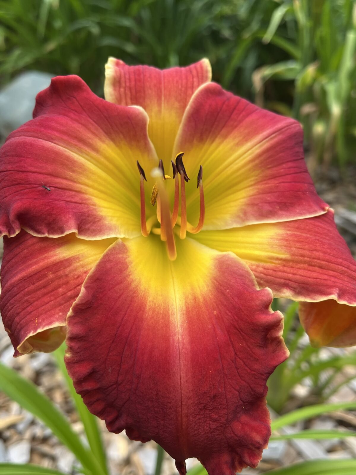 Texas Big Red* – SF - Artemesia Daylilies