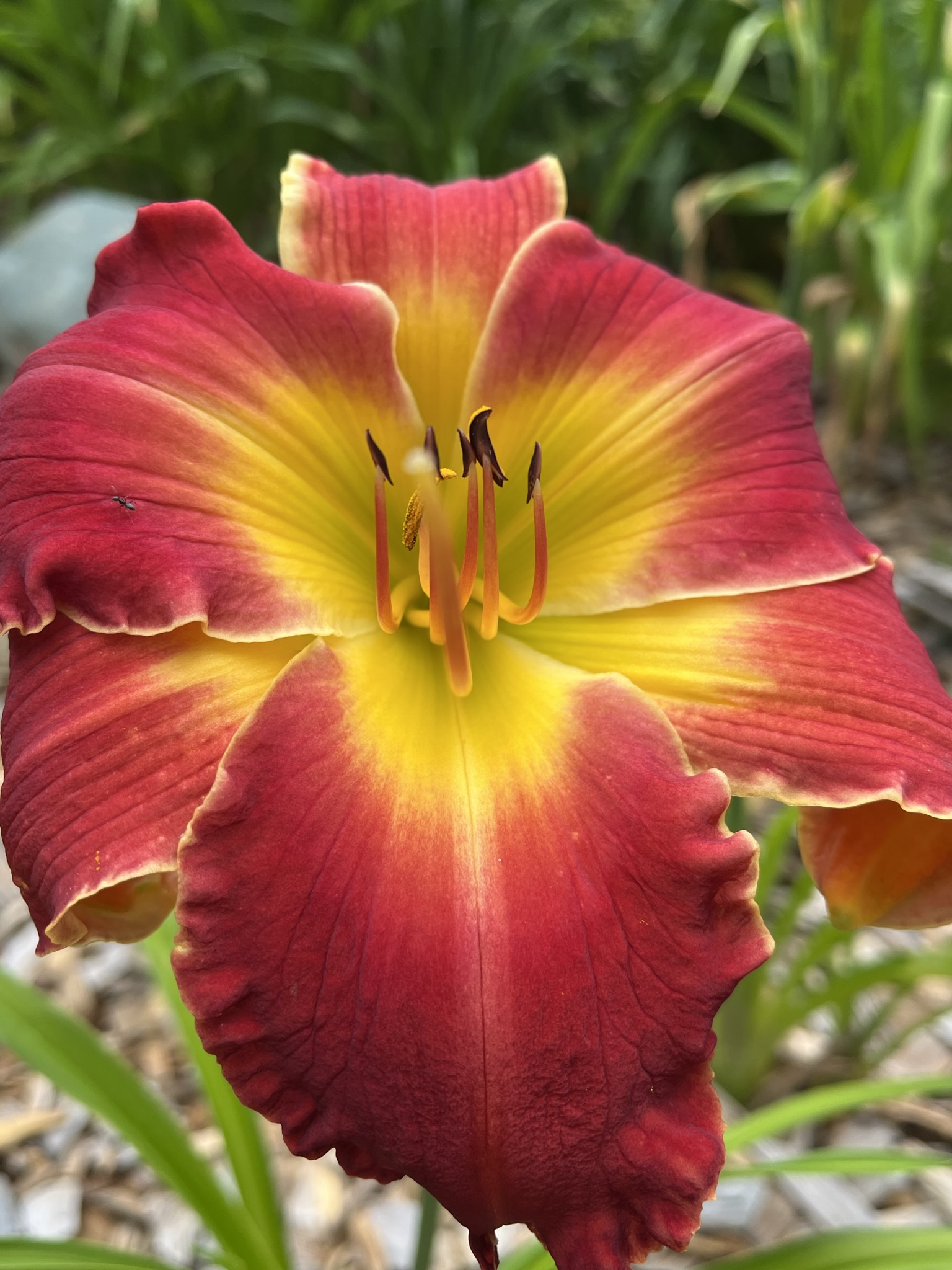 Texas Big Red* – SF – Artemesia Daylilies