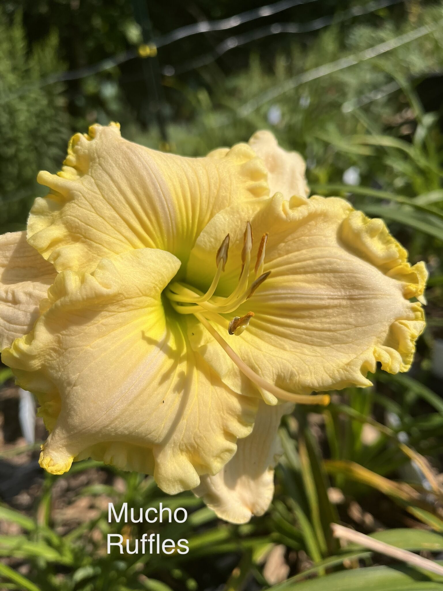 Mucho Ruffles* – DISPLAY – Artemesia Daylilies