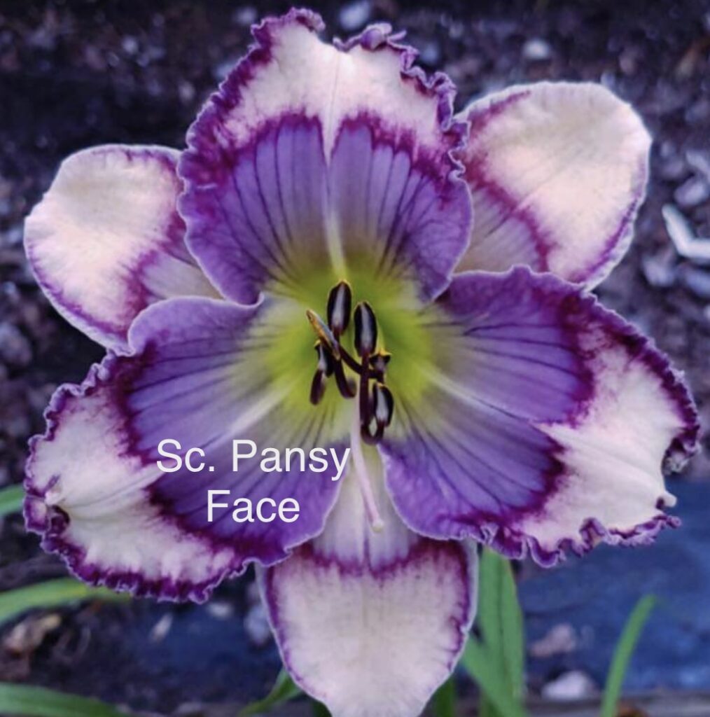 Spacecoast Pansy Face* – SF – Artemesia Daylilies