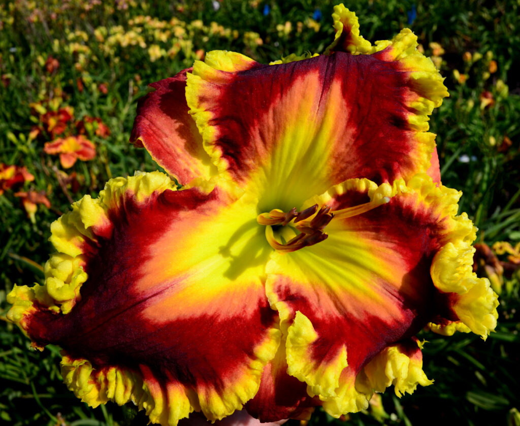 Jeweled for Royalty* – DISPLAY – Artemesia Daylilies