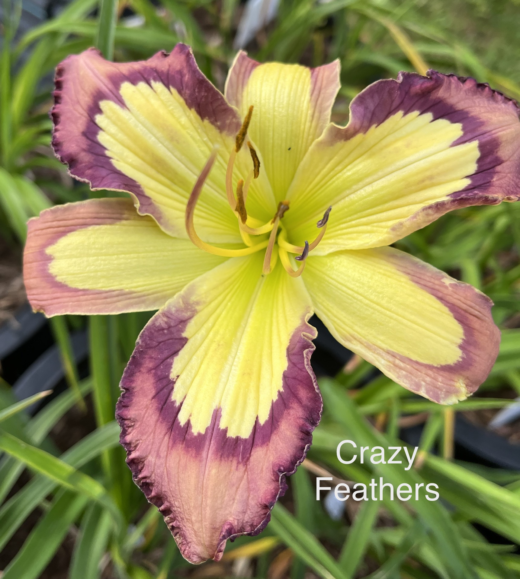 Crazy Feathers* – SF – NEW LOWER PRICE - Artemesia Daylilies