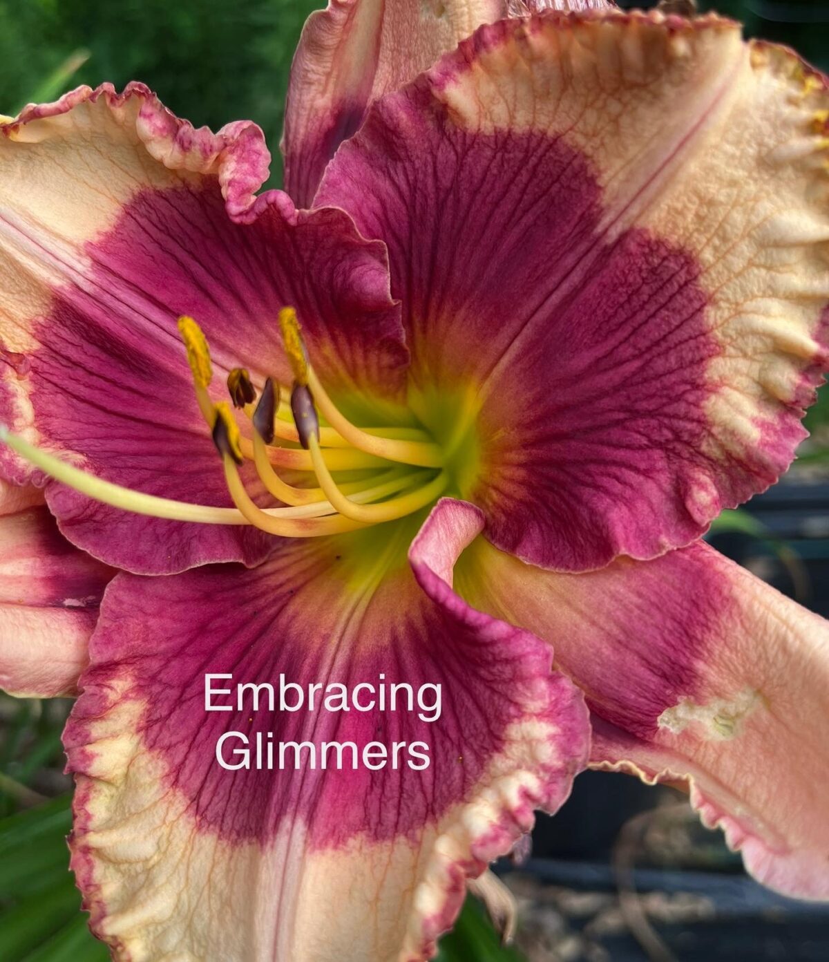 Embracing Glimmers* – DISPLAY - Artemesia Daylilies
