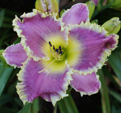 Deep Sea Shark* – DISPLAY - Artemesia Daylilies