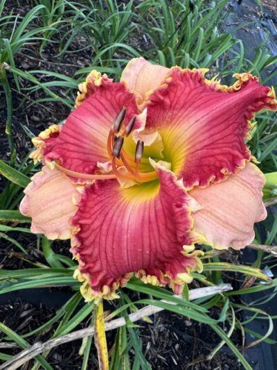 Dr. Alan Struth* – SF – Artemesia Daylilies