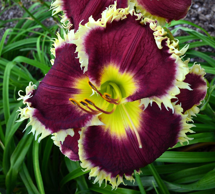 Forbidden Bite* – DISPLAY – 2025 intro – Artemesia Daylilies