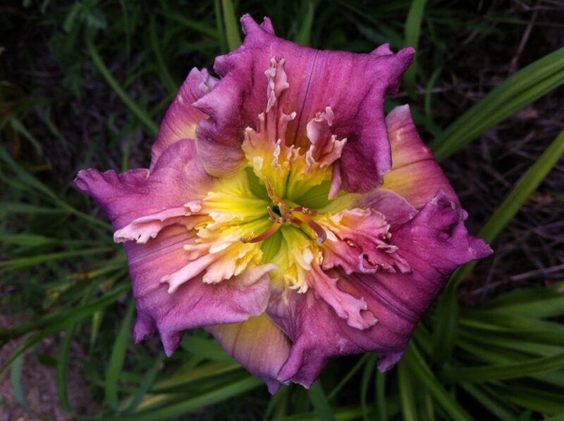 Dan Patch – DISPLAY – Artemesia Daylilies