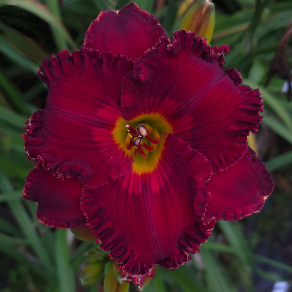 Spacecoast Makers Mark* – DISPLAY *** 2025 INTRO *** - Artemesia Daylilies