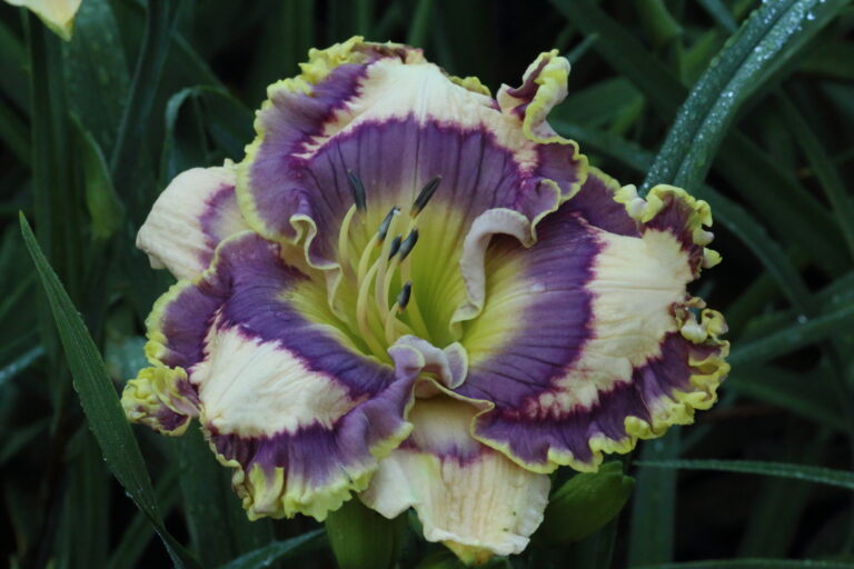 Steadfast Love* – DISPLAY – NEW 2026 ARRIVAL FROM KORTH! - Artemesia ...