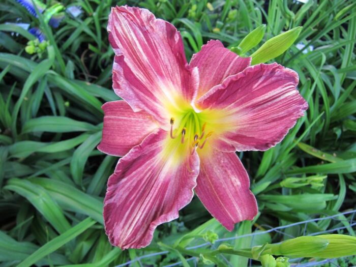 Yankee Pinstripes* – DISPLAY – TET CONVERSION - Artemesia Daylilies